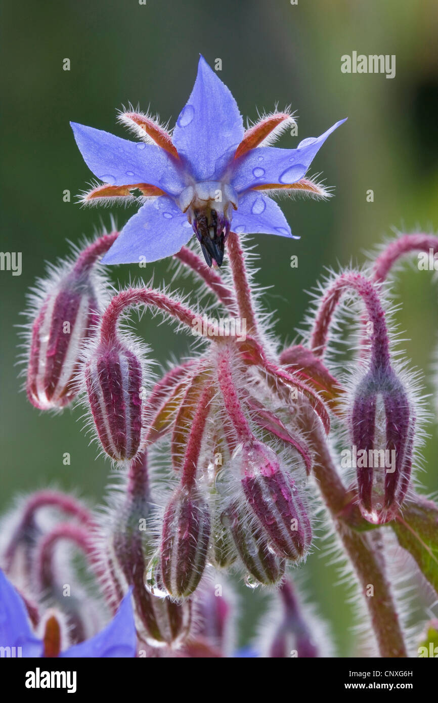 common borage (Borago officinalis), flower with raindrops Stock Photo ...