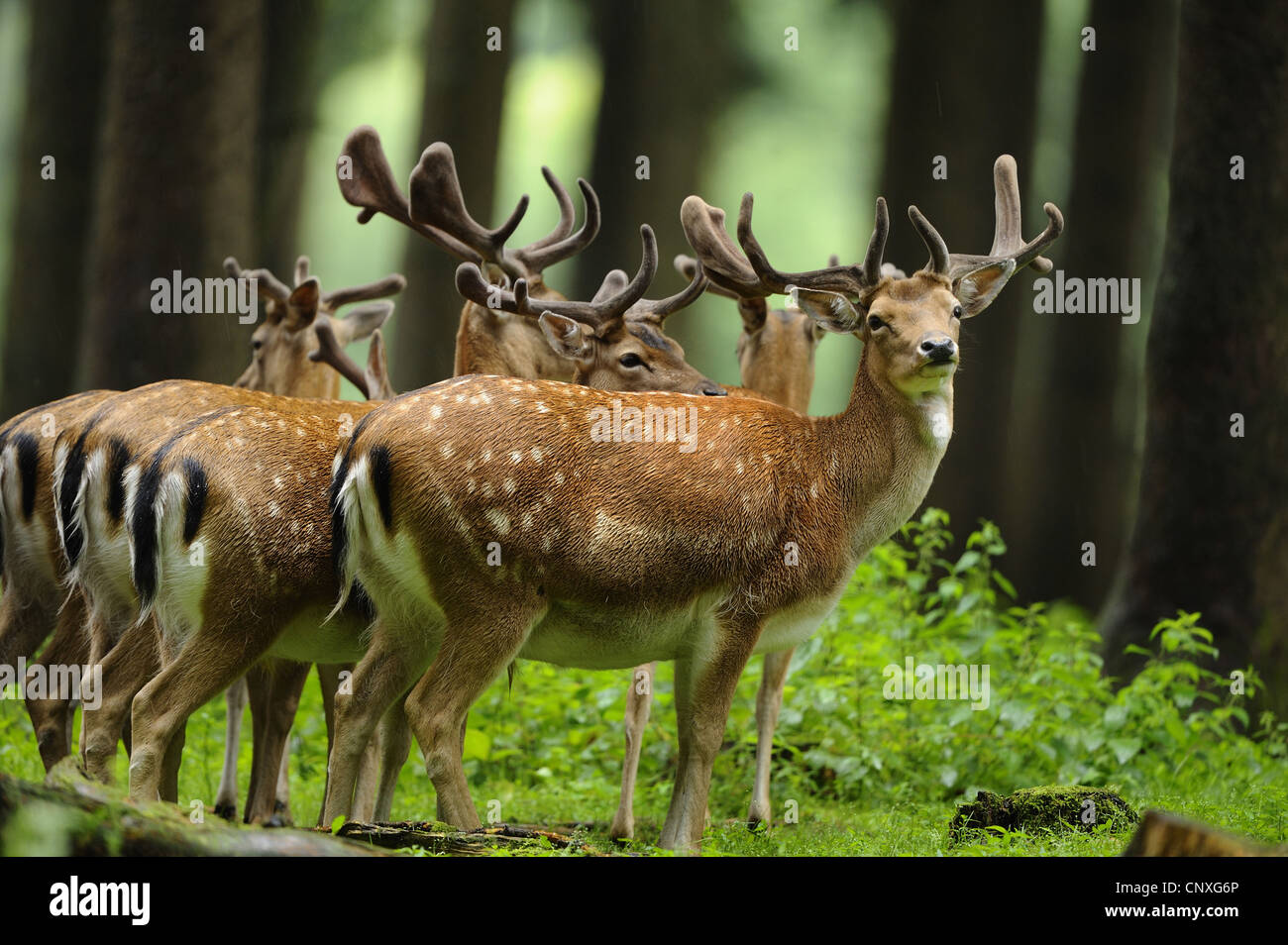 fallow deer (Dama dama, Cervus dama), pack standing at a forest edge ...