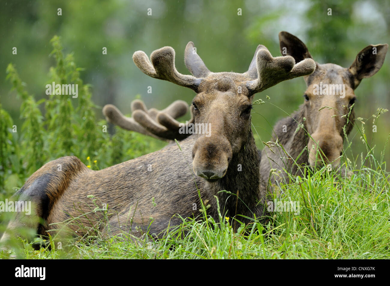 Moose lying down hi-res stock photography and images - Alamy