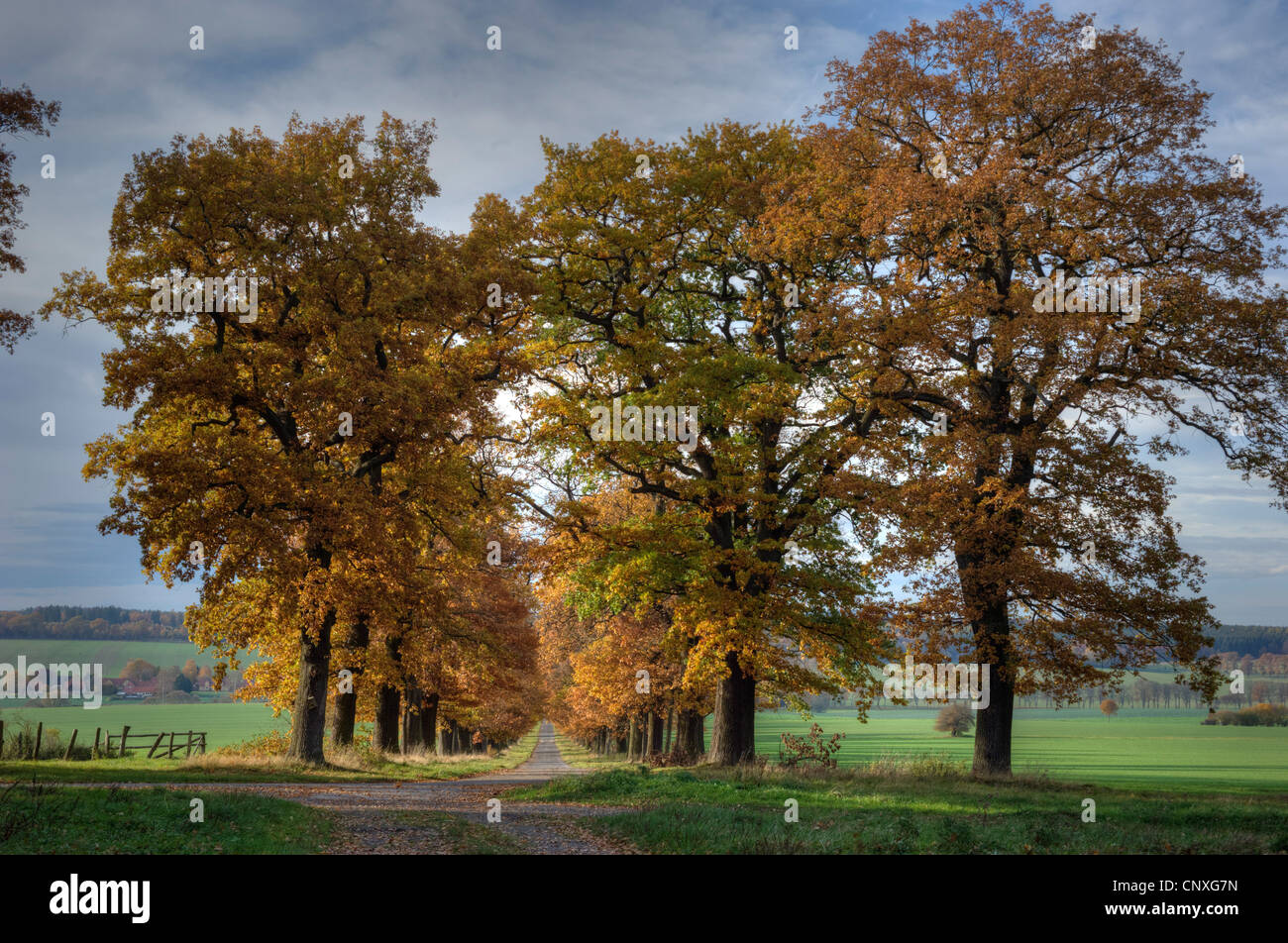 oak (Quercus spec.), oak alley in autumn, Germany, Hesse, Reinhardswald ...