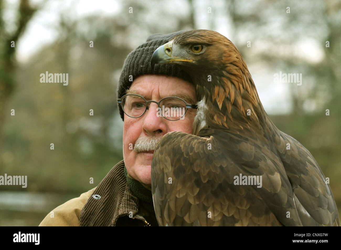 golden eagle (Aquila chrysaetos), and falconer, Germany Stock Photo - Alamy