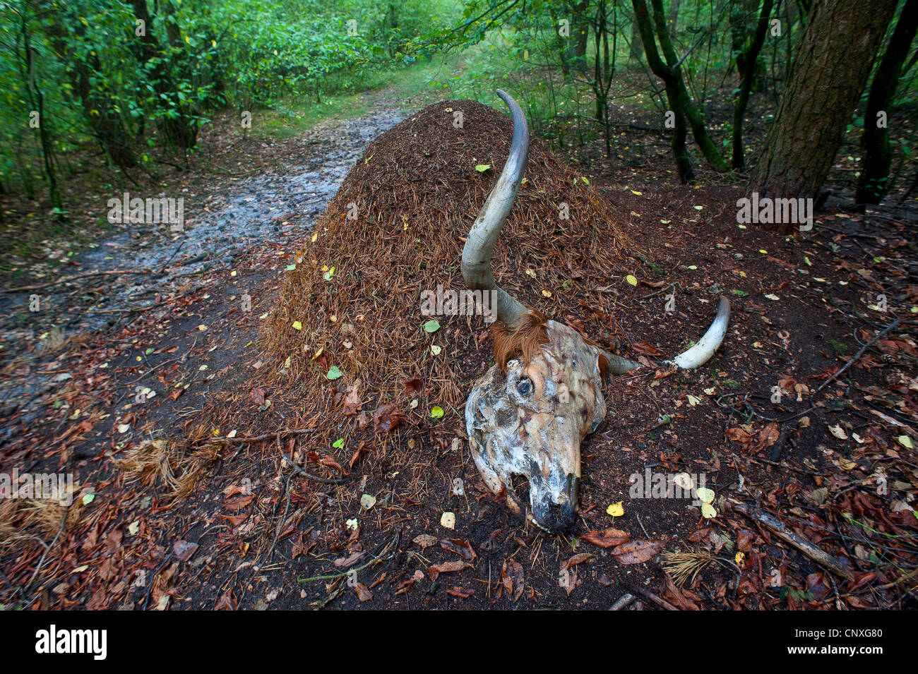 wood ant (Formica rufa), ant hill with a skull of a cow, Germany, North ...