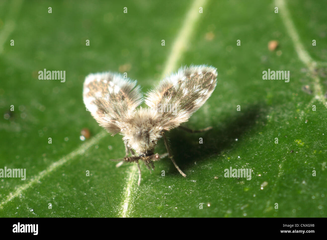 Moth owl hi-res stock photography and images - Alamy