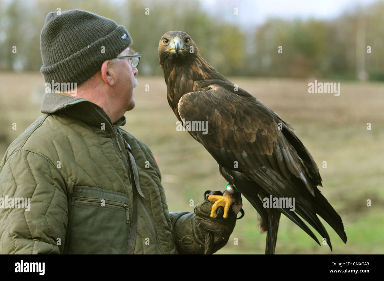 golden eagle (Aquila chrysaetos), on the arm of a falconer, Germany ...