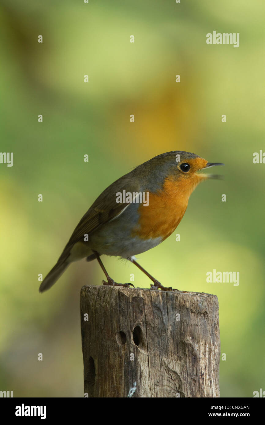 Chirping robin hi-res stock photography and images - Alamy