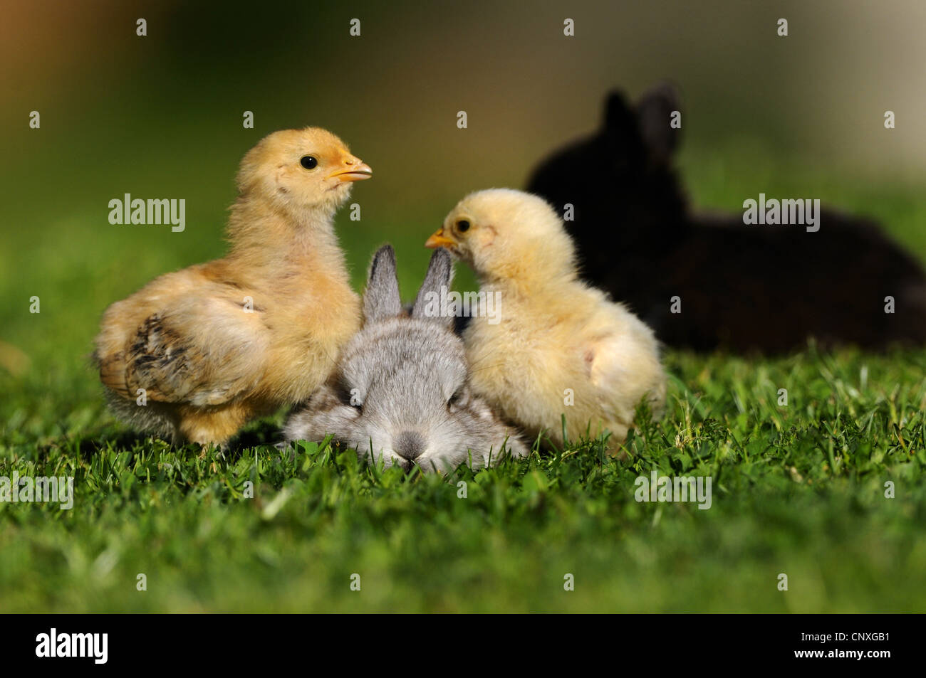 Fowl position hi-res stock photography and images - Alamy