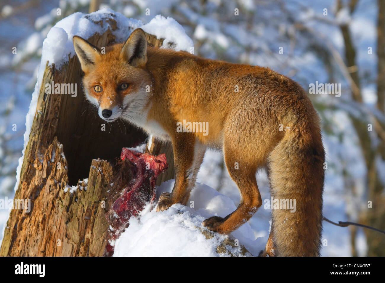 Red fox in tree hi-res stock photography and images - Alamy