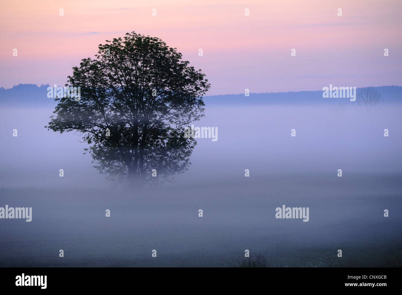 Meadow with trees in morning mist hi-res stock photography and images ...
