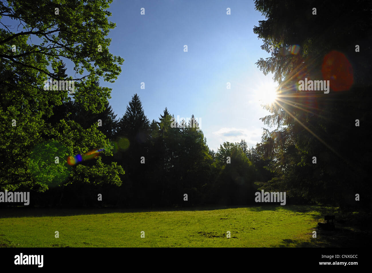sunlit clearing with lawn, Germany, Bavaria Stock Photo - Alamy