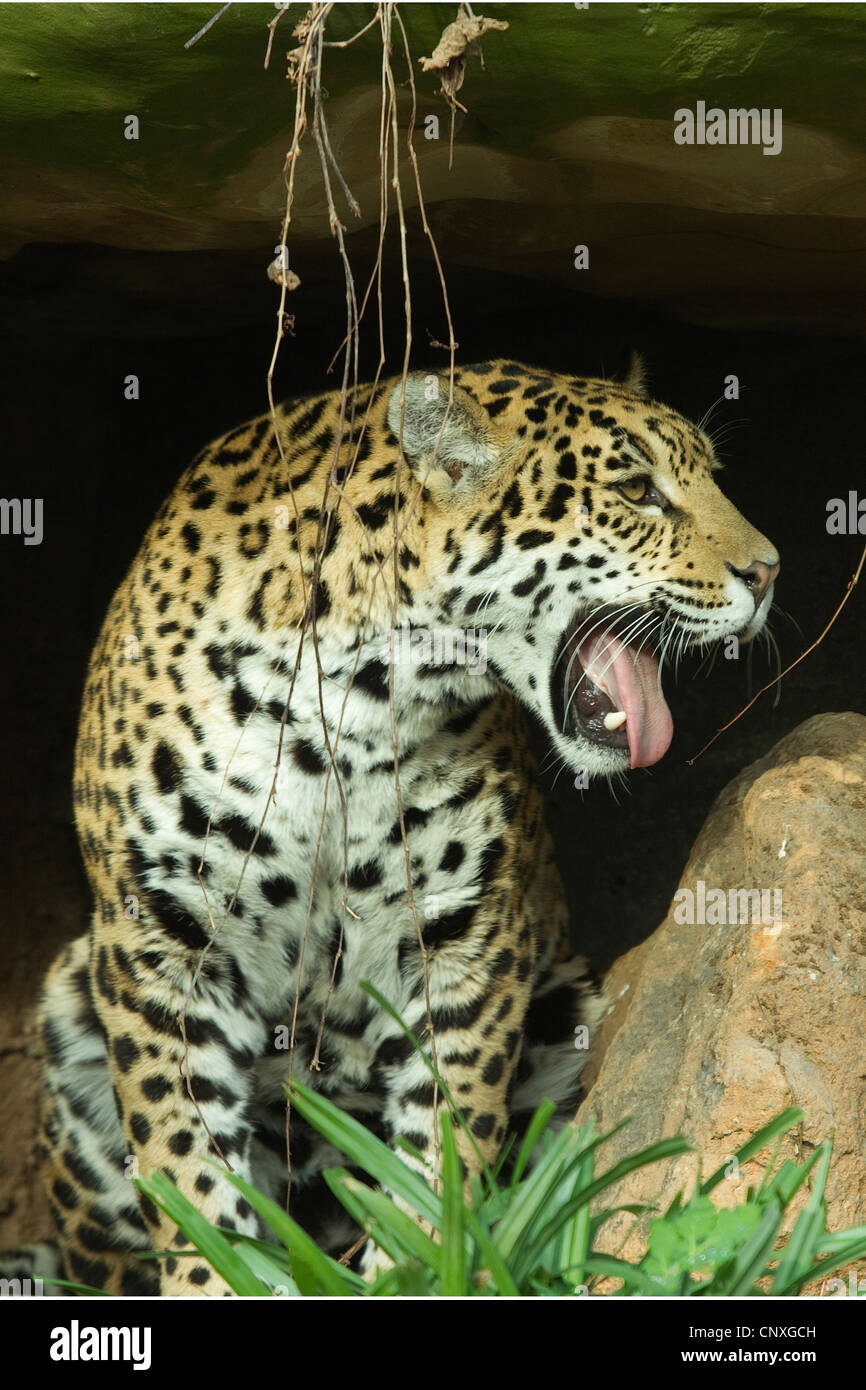Jaguar with mouth open hi-res stock photography and images - Alamy