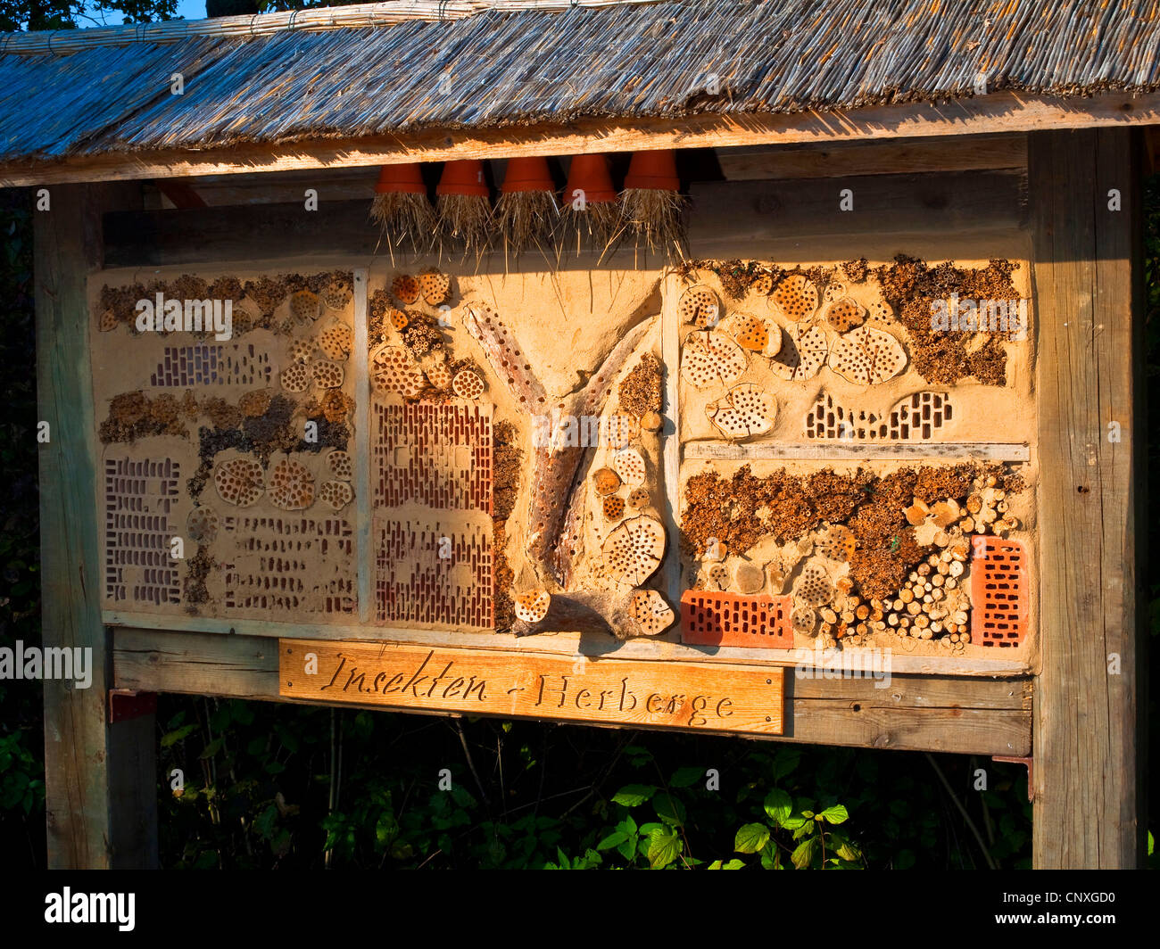 Cave insects hi-res stock photography and images - Alamy