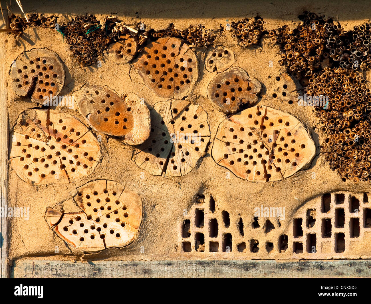 Insects of germany hi-res stock photography and images - Alamy
