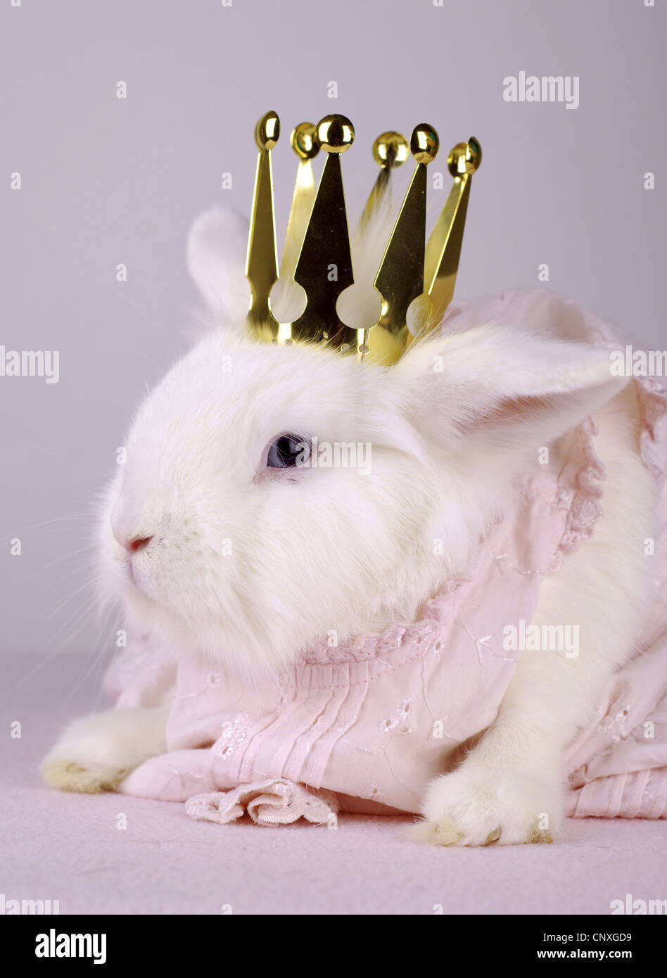 Angora rabbit (Oryctolagus cuniculus f. domestica), rabbit princess ...