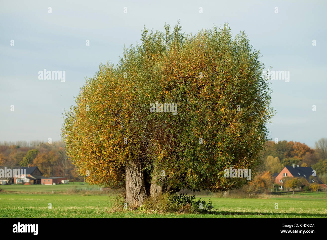 Pollarded willow on hi-res stock photography and images - Alamy