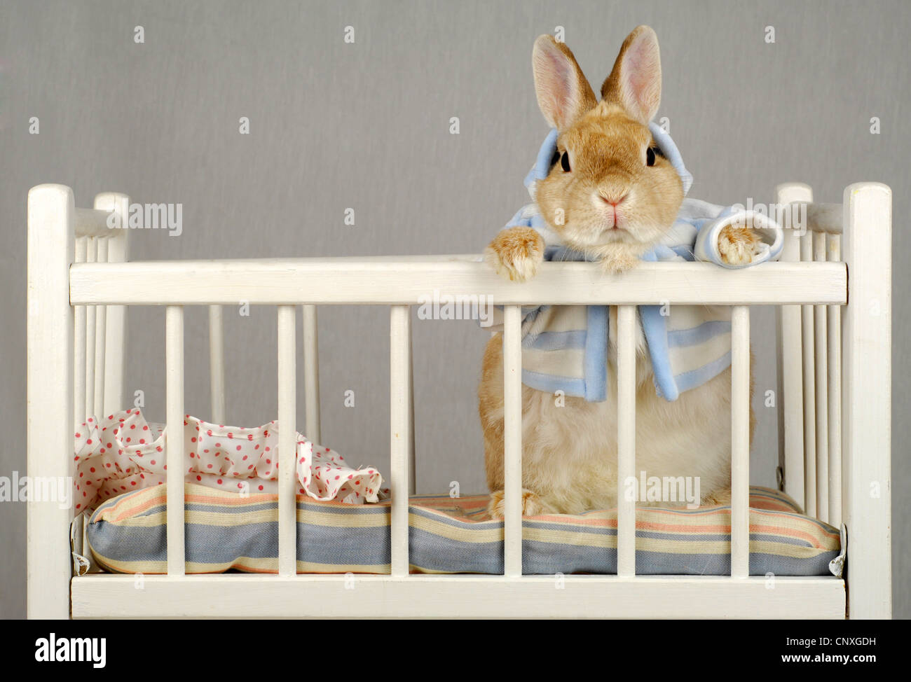 Bunny flats hi-res stock photography and images - Alamy