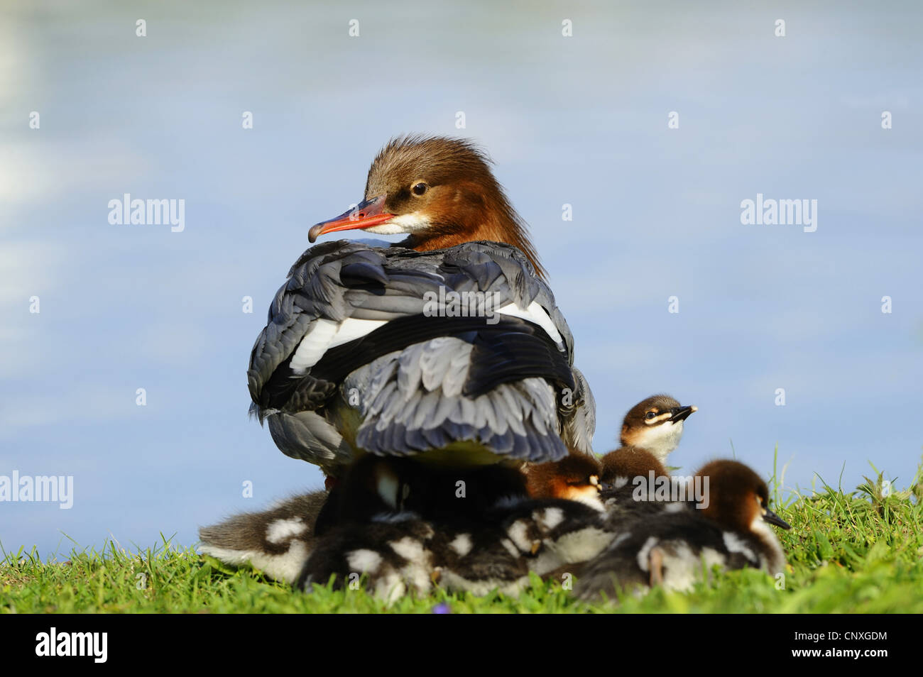 Merganser chicks hi-res stock photography and images - Alamy