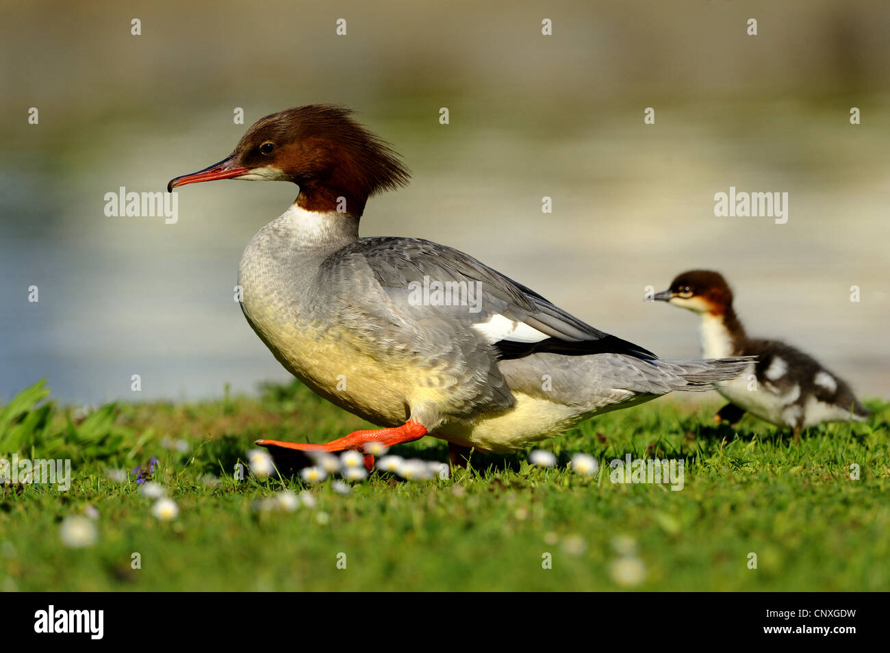 View of goosander with chicks hi-res stock photography and images - Alamy