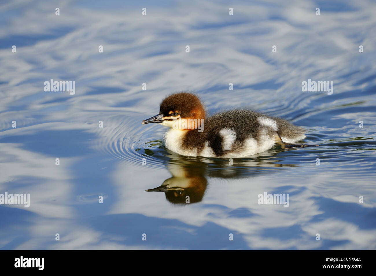 View of goosander with chicks hi-res stock photography and images - Alamy