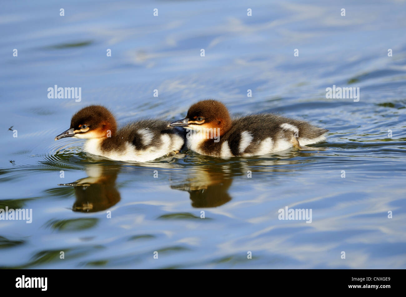 Goosander chicks hi-res stock photography and images - Alamy