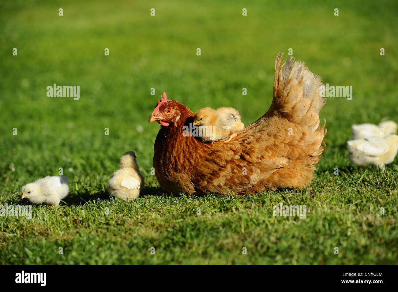 Baby chicks sitting on hen hi-res stock photography and images - Alamy