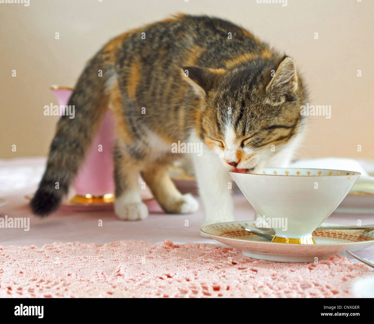 Nibbling cat hi-res stock photography and images - Alamy