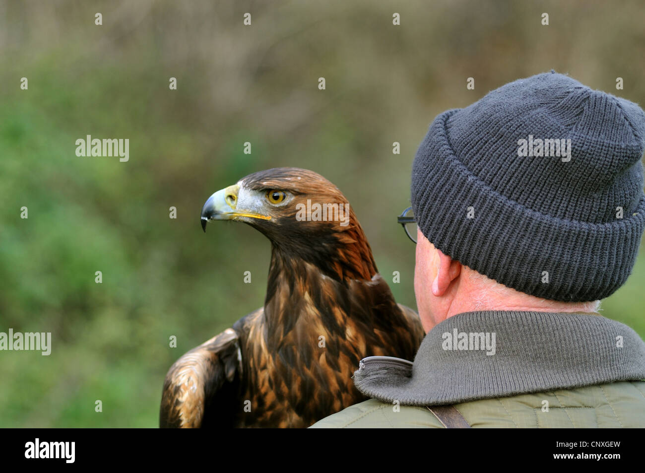 golden eagle (Aquila chrysaetos), on the arm of a falconer, Germany ...