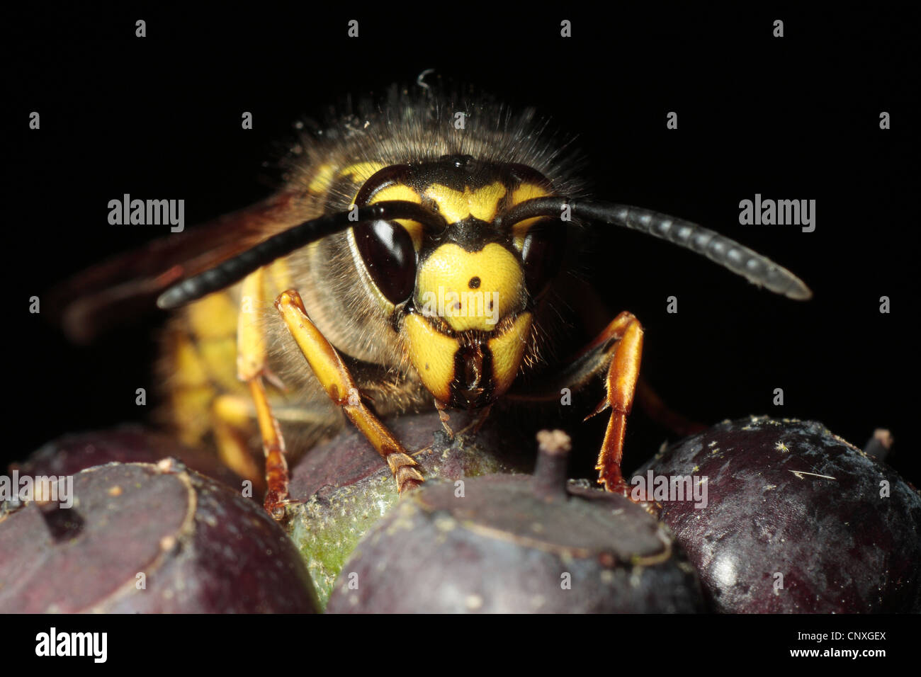 German wasp vespula germanica head hi-res stock photography and images ...