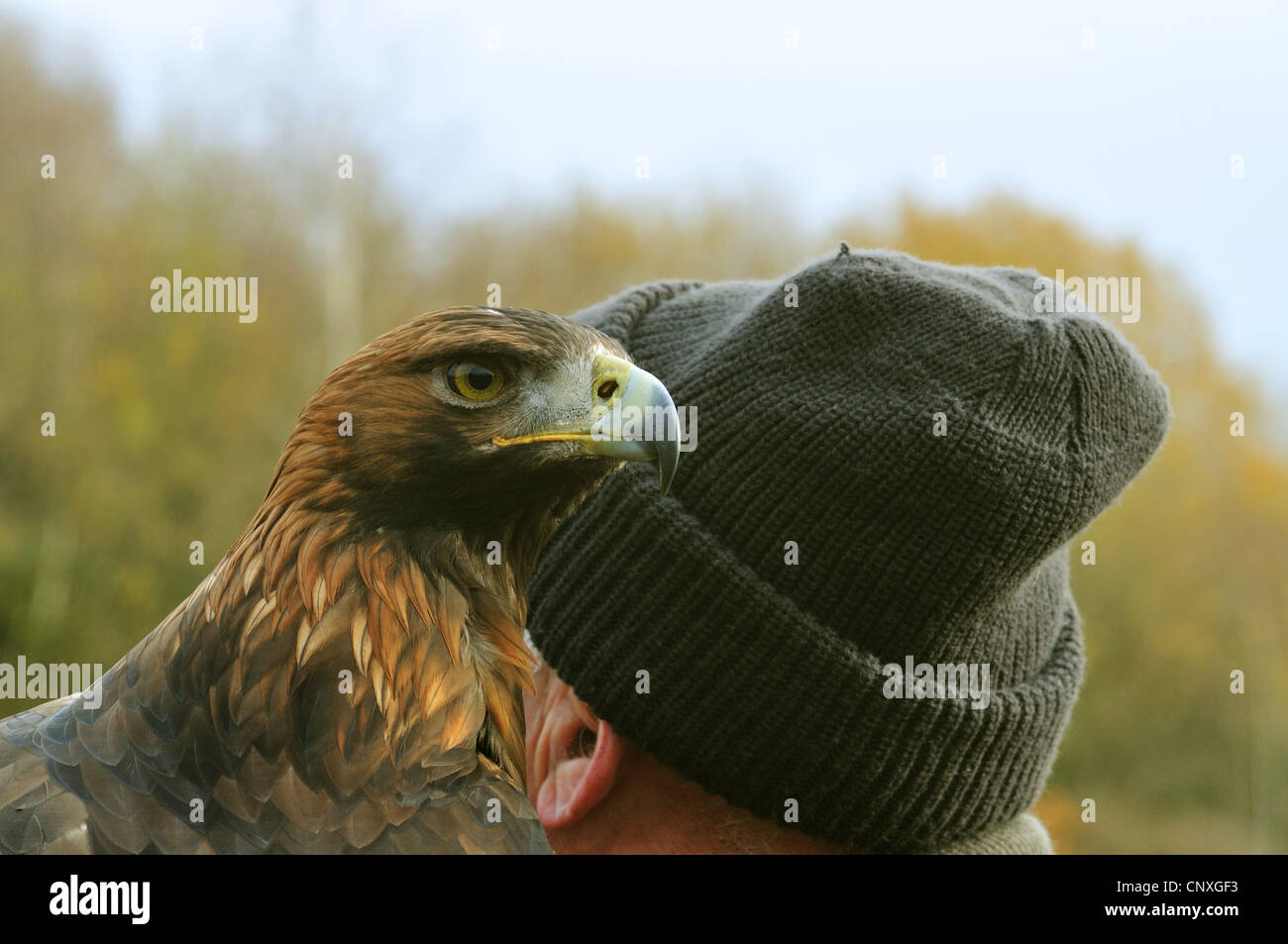 golden eagle (Aquila chrysaetos), on the arm of a falconer, portrait ...