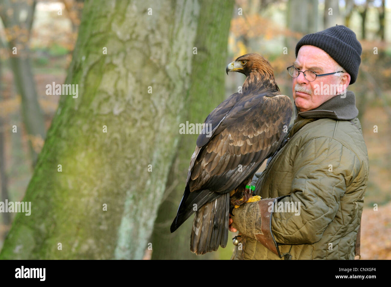 golden eagle (Aquila chrysaetos), on the arm of a falconer, Germany ...