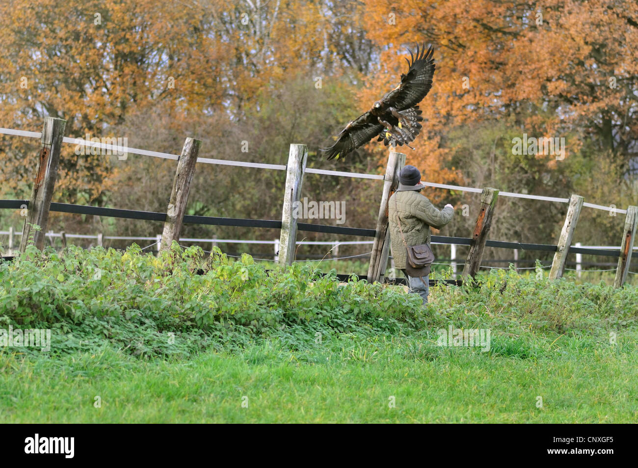 golden eagle (Aquila chrysaetos), landing on the arm of a falconer ...