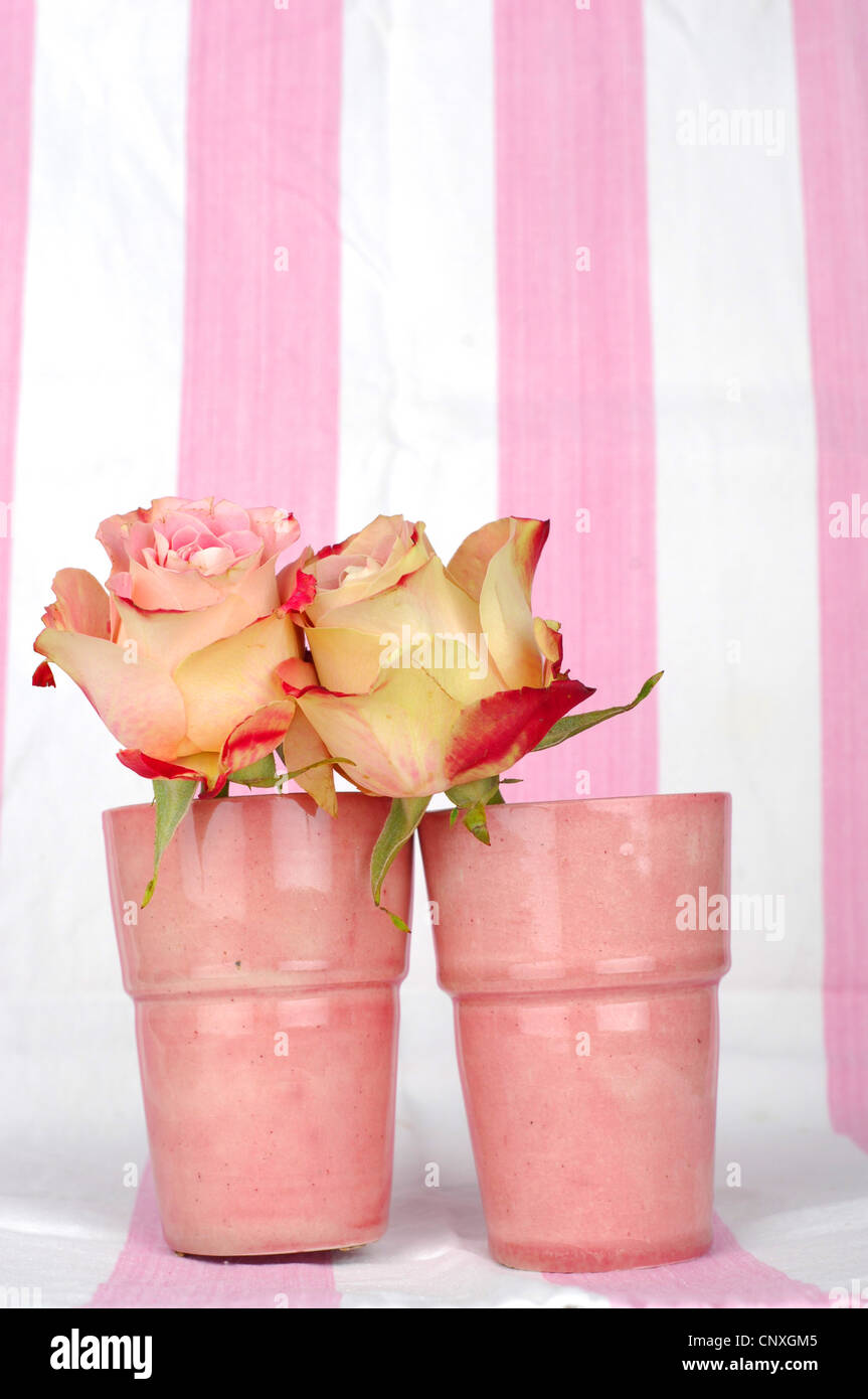 two rose blooms in flowerpots Stock Photo - Alamy