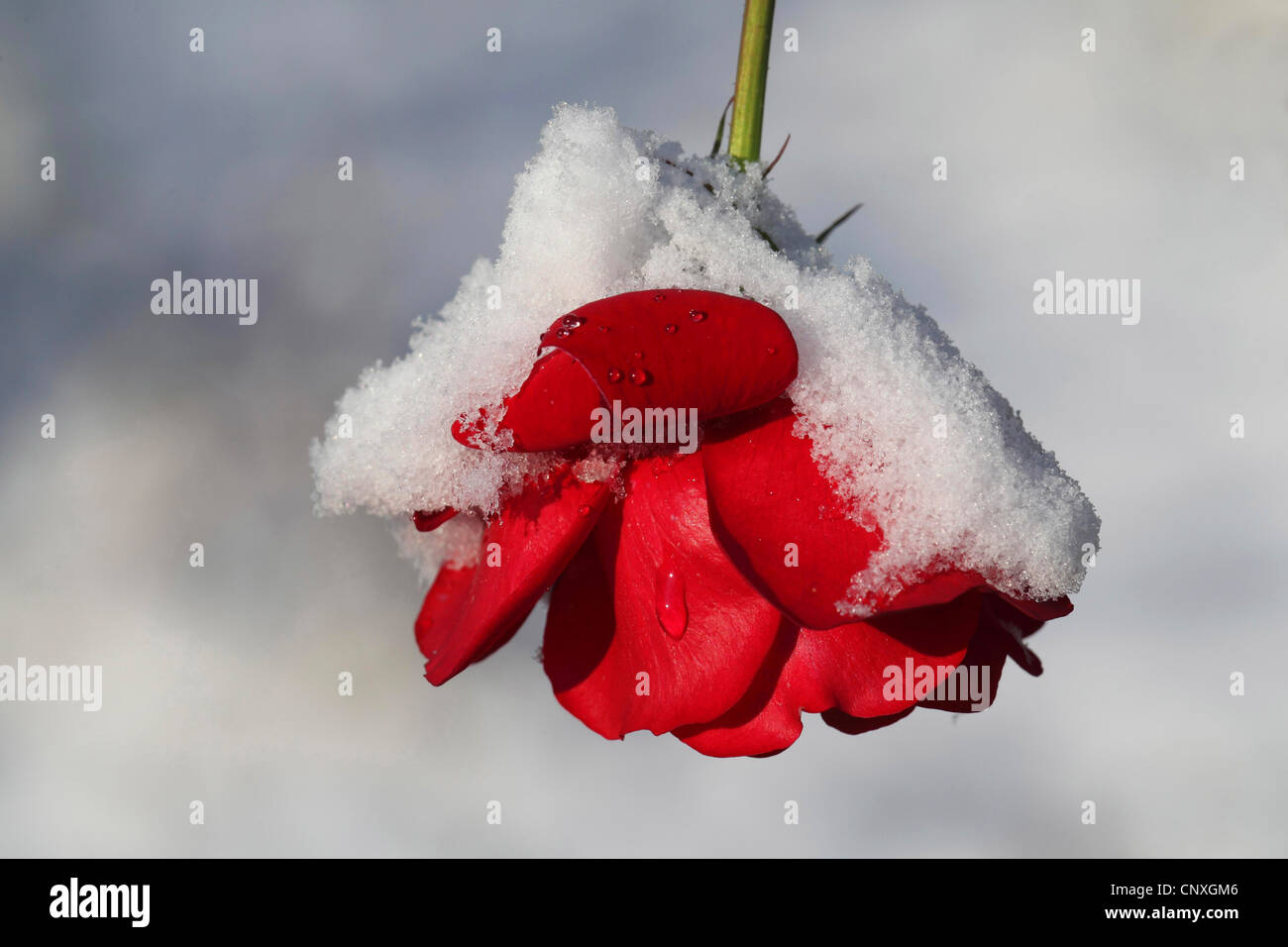 ornamental rose (Rosa spec.), Red rose with snow Stock Photo - Alamy