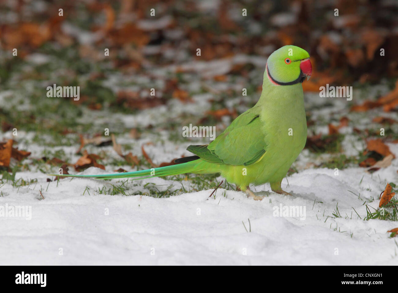 Psittacula hi-res stock photography and images - Alamy