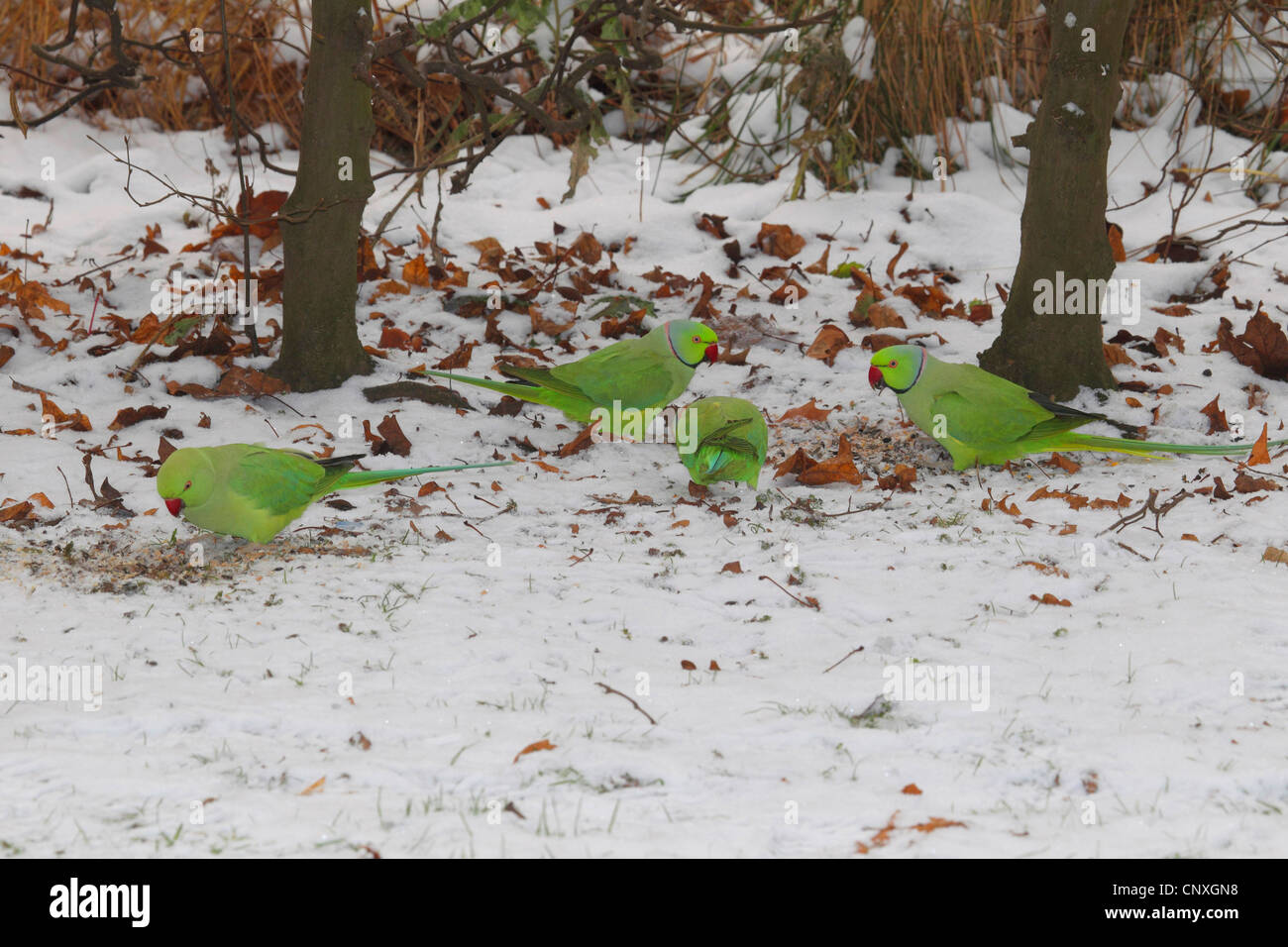 Psittacula krameri four hi-res stock photography and images - Alamy