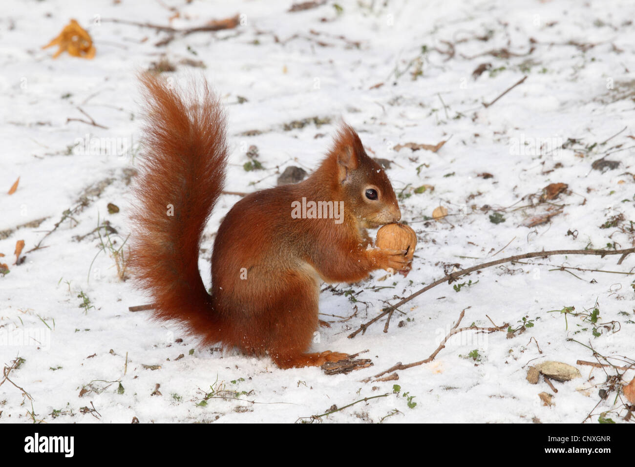 Red squirrel paws hi-res stock photography and images - Alamy