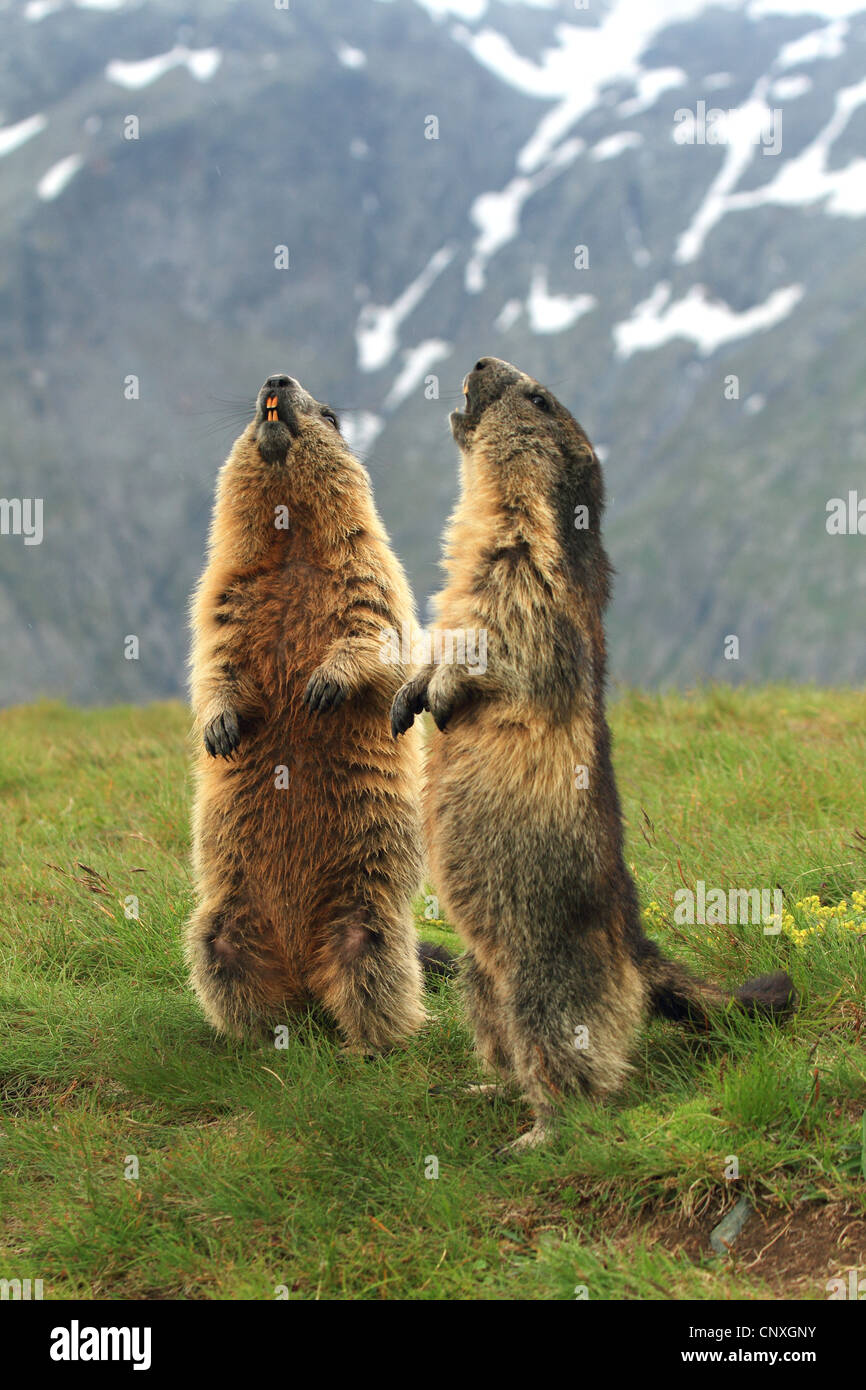 alpine marmot (Marmota marmota), two alpine marmots standing upright, Austria, Grossglockner ...