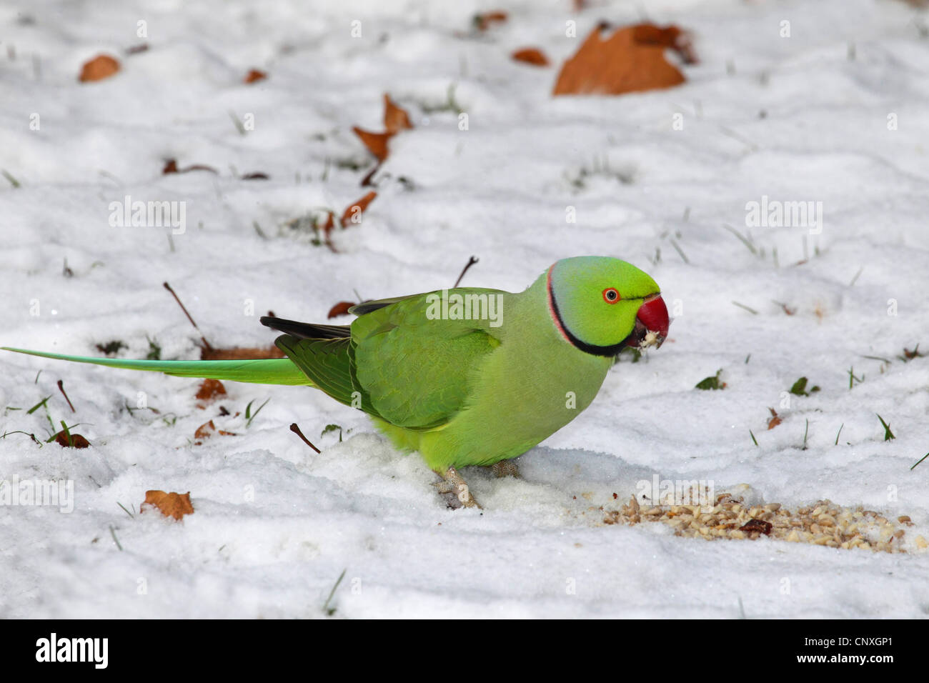 rose-ringed parakeet (Psittacula krameri), sitting in snow feeding on ...