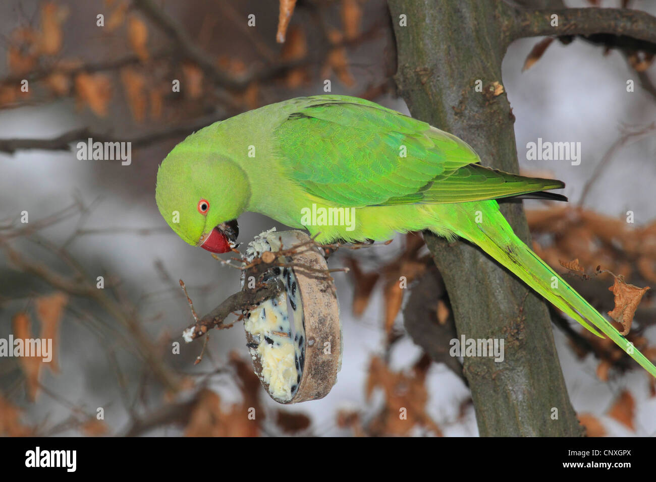 Nibbling birds hi-res stock photography and images - Alamy