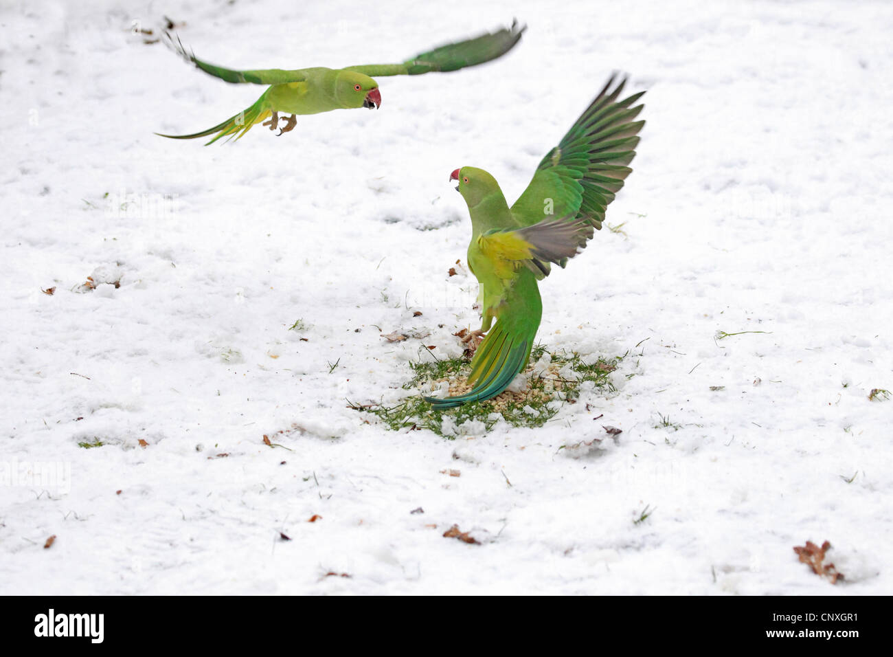 Rose ringed parakeets disputing at a feeding place in winter hi-res ...