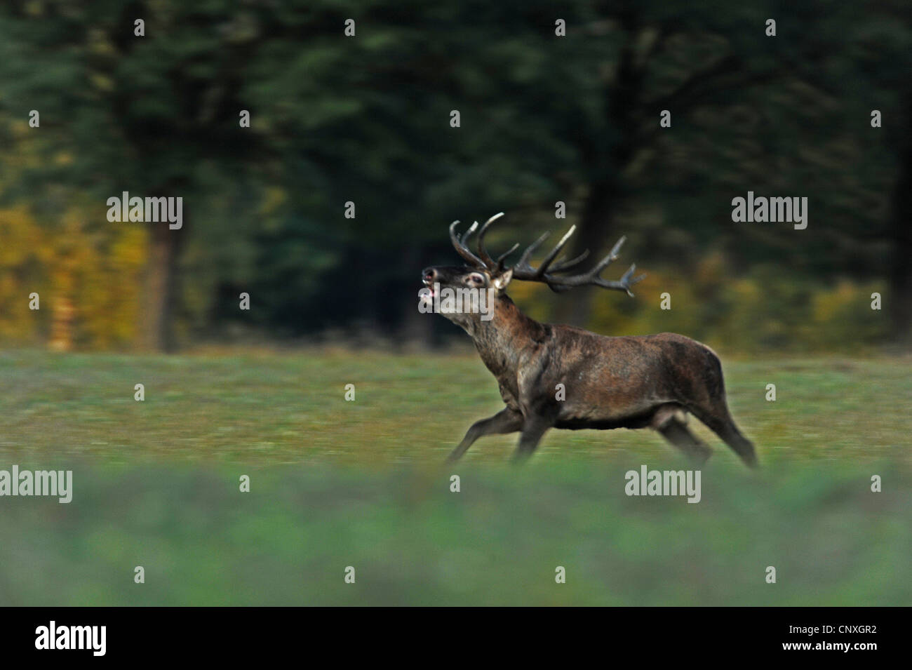 Stag running over a hi-res stock photography and images - Alamy
