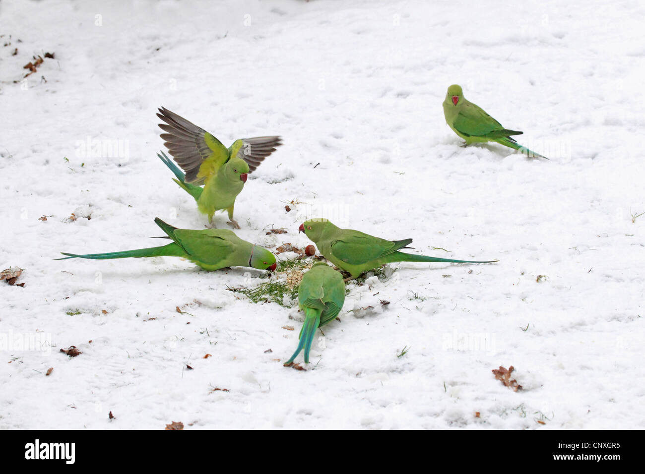 Group At The Feeding Ground In Snow High Resolution Stock Photography ...