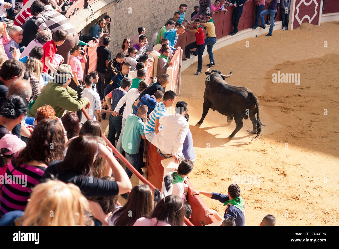 The traditional Toro Embolao, bull running and bullfighting at Plaza de ...