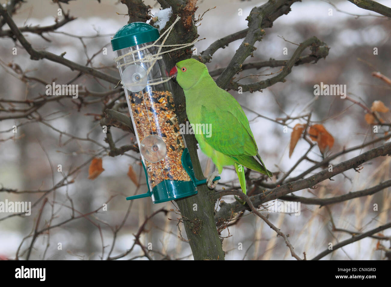 Nibbling birds hi-res stock photography and images - Alamy