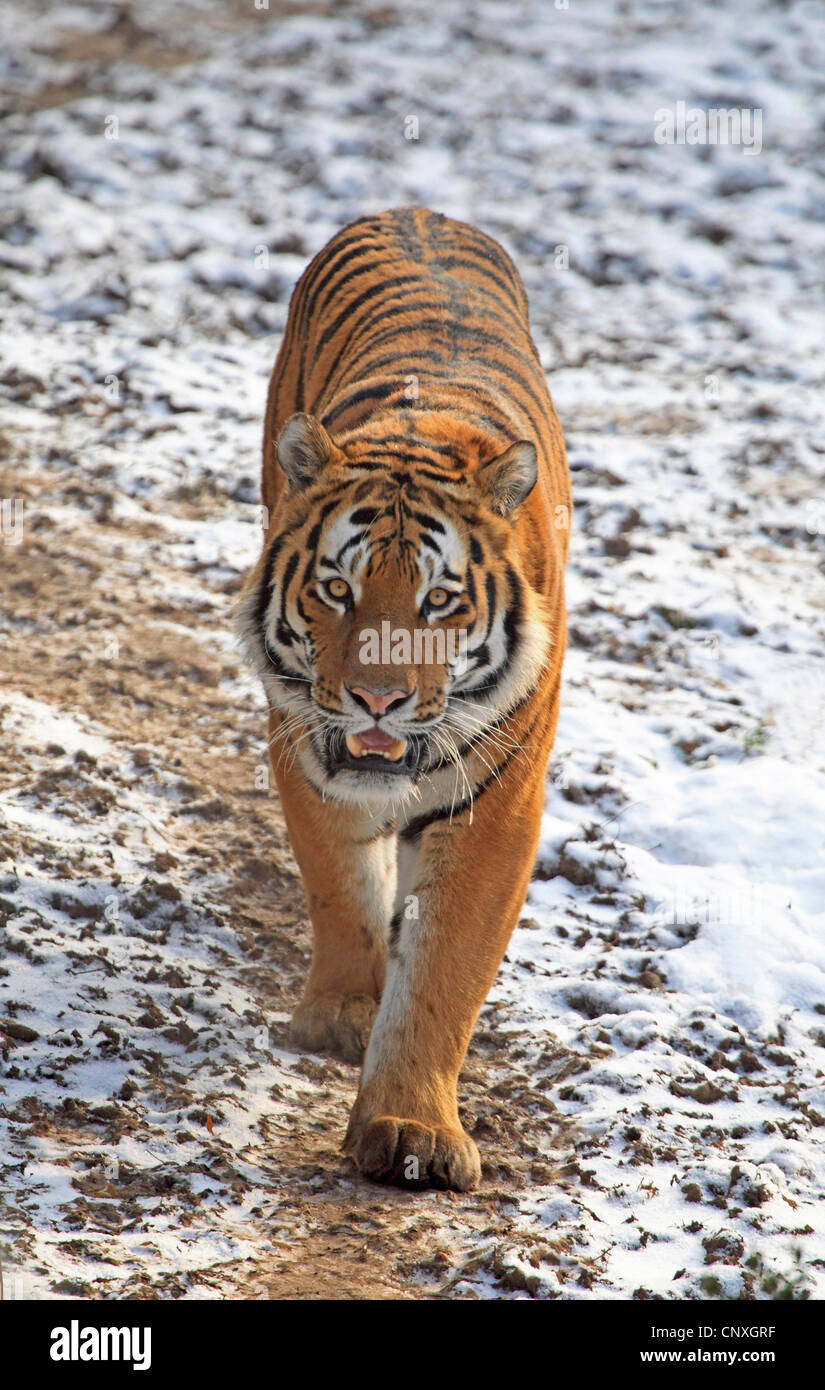 Siberian tiger, Amurian tiger (Panthera tigris altaica), walking on snow-covered ground Stock ...