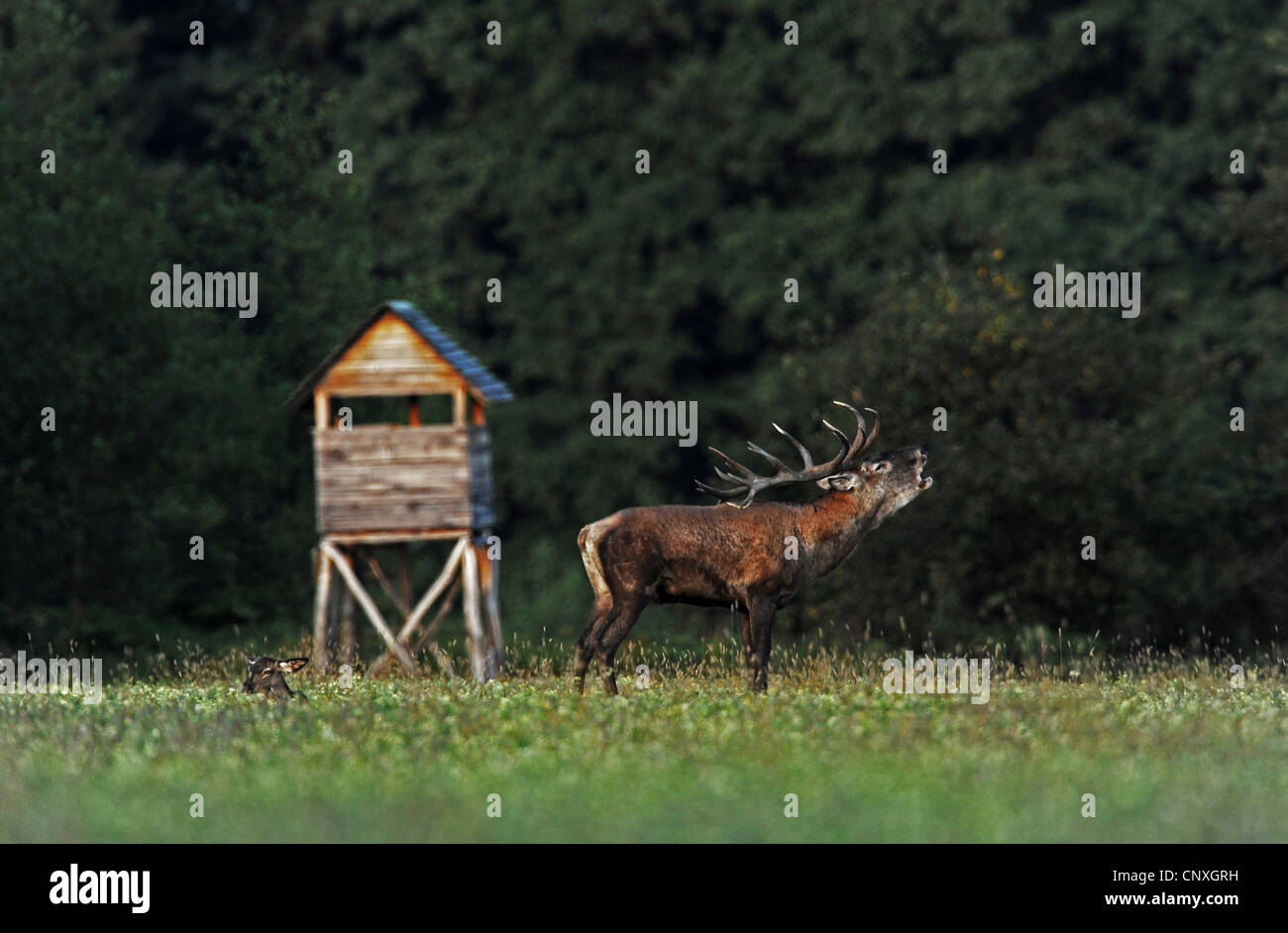 Stag stand hi-res stock photography and images - Alamy