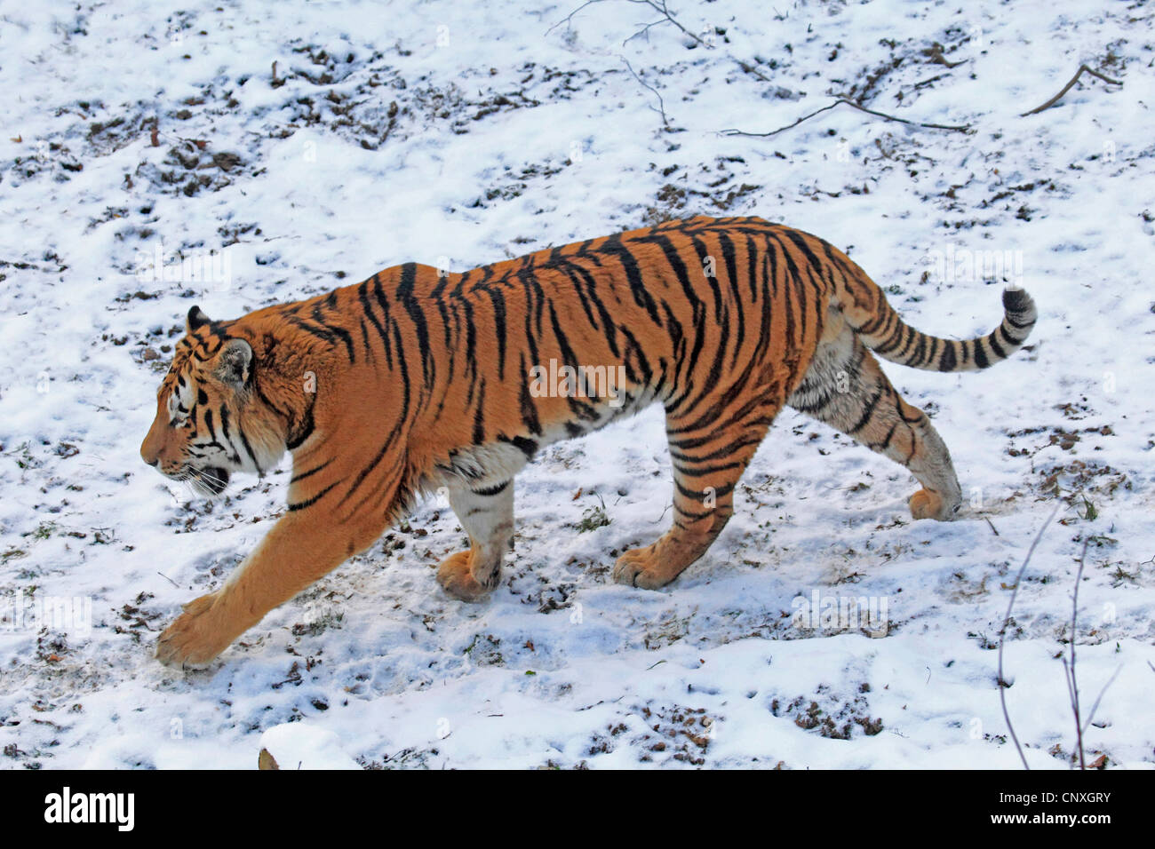Siberian tiger, Amurian tiger (Panthera tigris altaica), walking on snow-covered ground Stock ...