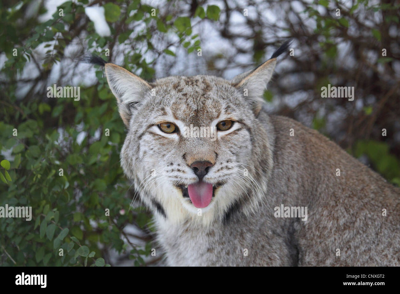 Eurasian lynx (Lynx lynx), portrait with the tongue hanging out Stock ...
