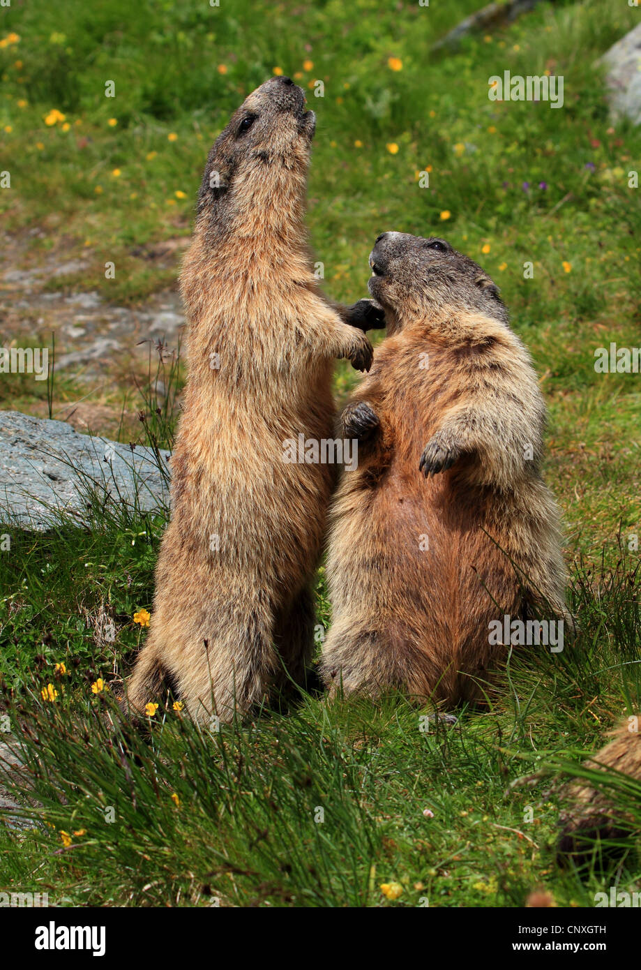 alpine marmot (Marmota marmota), two alpine marmots standing upright, Austria, Grossglockner ...