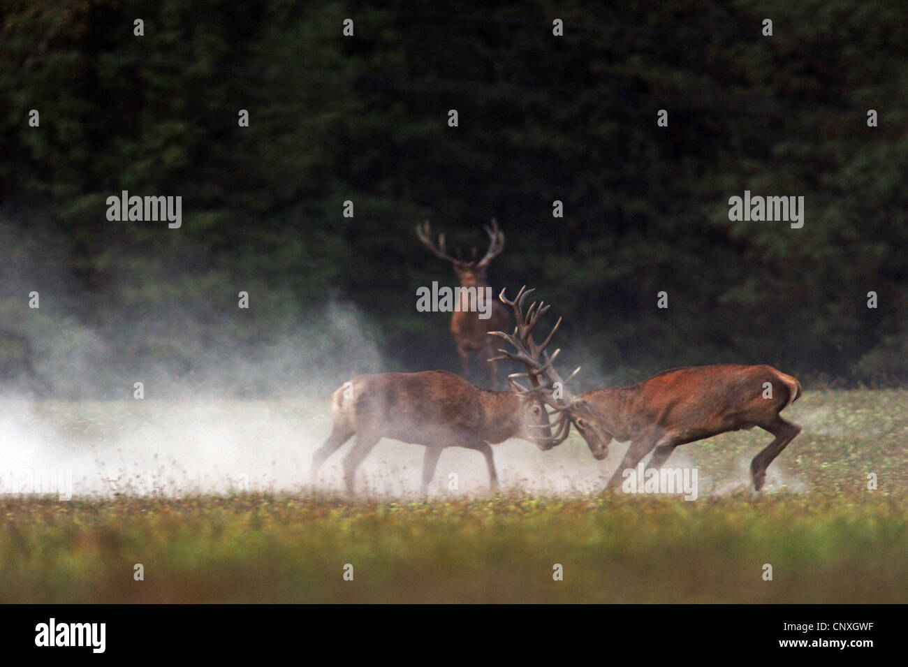 Behavioral movement hi-res stock photography and images - Alamy