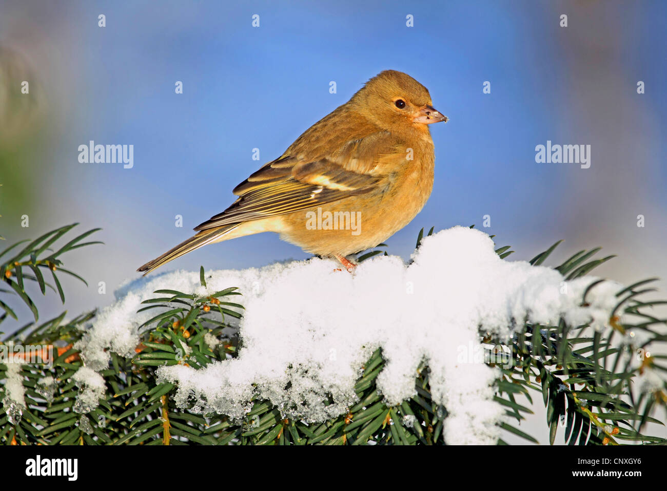 Fringilla hi-res stock photography and images - Alamy